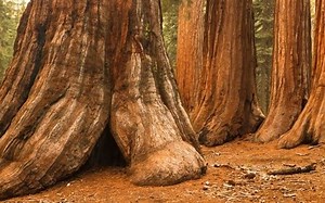 Mariposa, California - Alchetron, The Free Social Encyclopedia