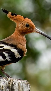 101K views · 2.1K reactions | நம் ஊர் பறவை沈 Eurasian Hoopoe bird #tamil #tamilnadu #nature #wildlife | Wild Nocturnal | Facebook