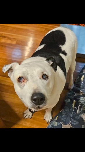 👁 issues in dogs aren’t always just ‘conjunctivitis’ ... Spud had a nasty retrobulbar abscess (pus pocket behind the eyeball) that was easy to diagnose once Dr Sam examined him and he’s made a full recovery much to the owners delight!If you have a pet with an eye concern, your SCV team is well versed in handling all ophthalmology cases, and we have a network of great ophthalmologists we call upon the skills of too.Call us at 1300 DOC SAM (130 362 726) to book an appointment with us now.#ophthal