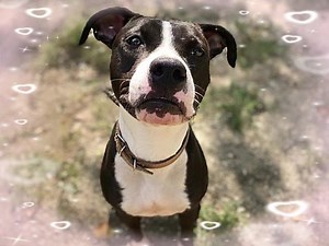 Thaly Race : X Staff (non catégorisé) Sexe : Femelle Age : 1 an Entente avec les Chats : A tester Entente avec les chiens : A tester Description : Adorable petite, pleine d’énergie, dynamique. Elle adore jouer. Elle aura besoin d’éducation, placement à la campagne. Elle est non catégorisée, sa diagnose a été faite par le vétérinaire. Si vous souhaitez plus de renseignements ou si vous souhaitez l’adopter : spad38.chenil@gmail.com | Spa du Dauphiné | Facebook