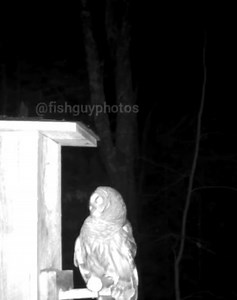 56K views · 9.7K reactions | My barred #owl nest box in Connecticut is still getting a lot of attention. I really wish we had them nesting here on Long Island. | Fish Guy Photos | Facebook