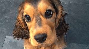 19 Reasons You Should Never Trust a Cocker Spaniel