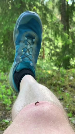 Ticks in the Forest: What You Need to Know