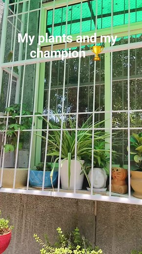 Window plants idea . . . . #garden #windowdecor #windowplants #interiordesign #exteriordesign #outdoorplants #indoorplants | Tishu Green Planet