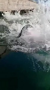 🪝 Lake Depths: Unveiling a Colossal Aquatic Resident #GiantFish #LakeMystery #AquaticLife #UnderwaterDiscovery #NatureAwaits Beneath the tranquil surface of the lake, a colossal presence stirs. Witness the serene movement of this incredible aquatic titan, a testament to the hidden wonders thriving in our natural waters. Its sheer scale offers a rare glimpse into the deep, challenging our perceptions of freshwater inhabitants. What other marvels lie beneath? Let me know your thoughts below! #Dee