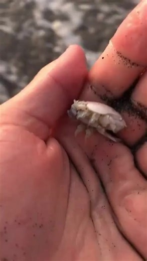 1K views | can anyone correctly identify this awesome species Comment with your guess below!! 呂 #fyp #foryourpage #foryou #crab #animals #alien #florida | Maria | Facebook