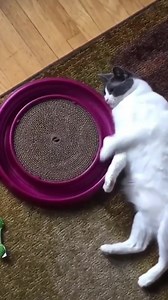 No Pet Club você encontra o entretenimento do seu pet! Venha nos fazer uma visita! | Pet Club