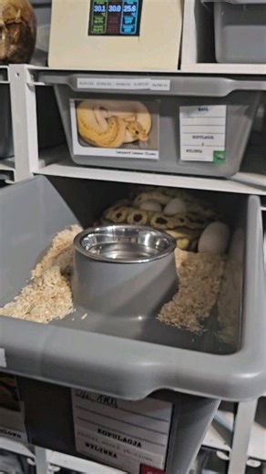 17K views · 25 reactions | Clutch 30/2023 Firefly Clown x ???? Clown讀讀讀讀讀讀讀讀 #royalpythons #ballpythonlove #beardeddragon #reptilebreeder #snek #morph #leopardgecko #petsnake #herpetology #animal #morphs #cornsnake #snakelove #reptilelove #livingart #ballpythonofinstagram #snakelovers #reptilesofinsta #serpent #ballpythonsnake #nature #ballpythonlover #babyballpython #snakesofinsta #crestedgecko #ballpythonmorphsofinstagram | Xclusive ball pythons | Facebook