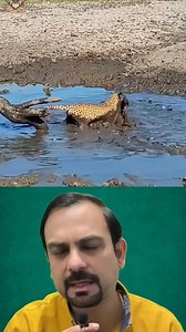 Genius Leopard found a treasure. #madaboutfacts #facts #viralfacts #wildlife #leopard | Mad About Facts-MAF