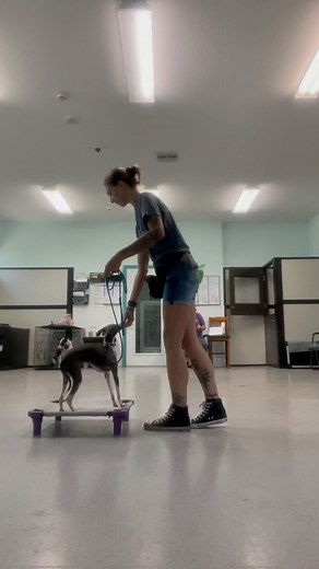 Stella amped up her place command today with distance, duration, and distraction! She’ll be using this command a lot over the next two weeks to help with her anxiety and nervousness. . . . #srq #srqdogs #dogsofinstagram #dogs #training #trainingday #basicobedience #basicobediencetraining #obediencetraining #obediencetrainer #dog-training #doggy #ecollartraining #thedogwizardsarasota @thedogwizardsarasota @suncoast_dog_daycare | The Dog Wizard Sarasota