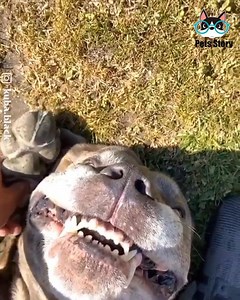 466K views · 10K reactions | "Hello, yes this is dog."  | Pets Story | Facebook