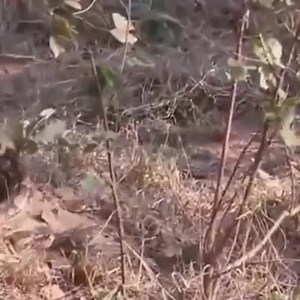 8.6K views · 98 reactions | King Lion vs Python Snake - Most Amazing Animals AttacksPlease join this page to see more Amazing Animals | Vinhbui012 | Facebook